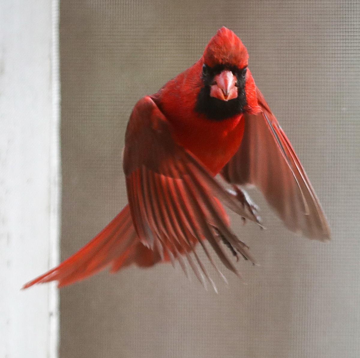 PHOTOS:Cardinal in flight
