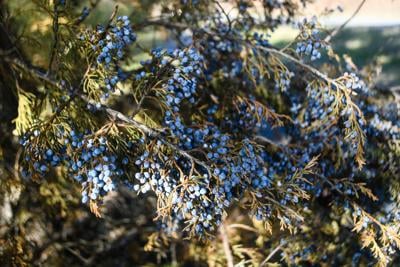Adventures Afield: Give red cedar berries a try