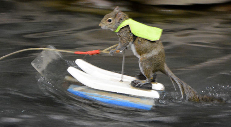 'Twiggy the Water-Skiing Squirrel' coming to Richmond