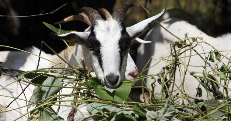 Charlottesville hires 'Goat Busters' to combat invasive plant species