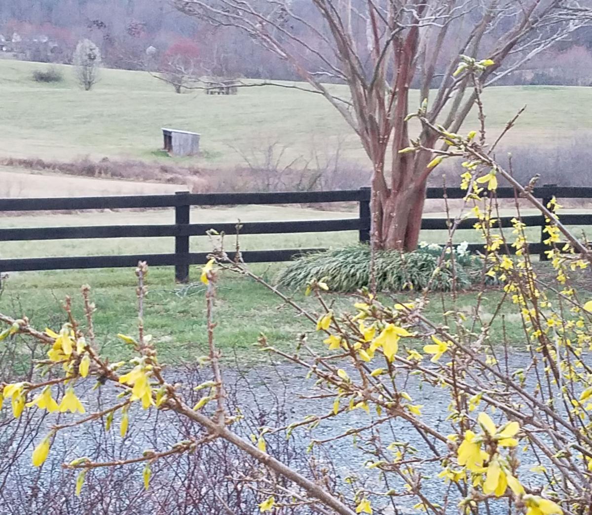 ZANN'S PLACE: Madam Spring has arrived early