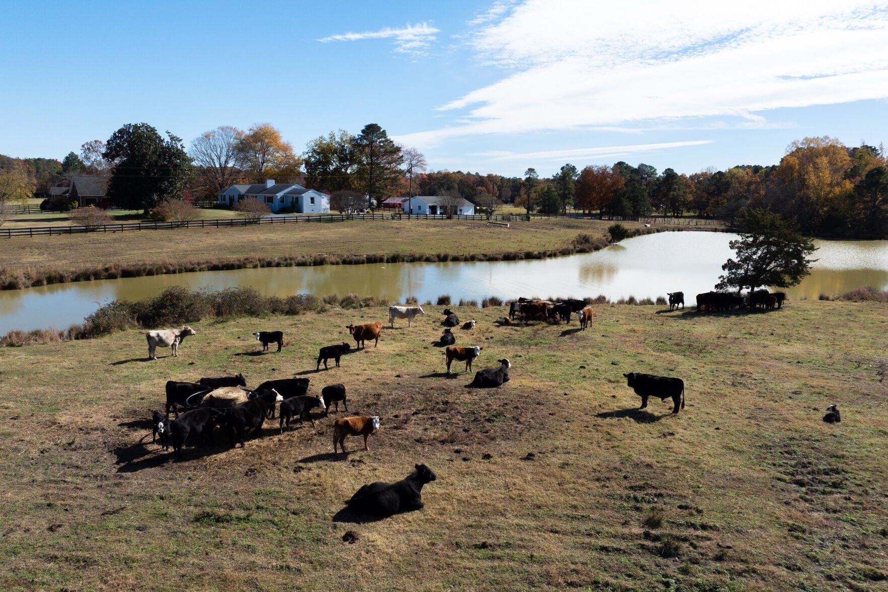 Against the odds, Virginia farmers are reinventing cattle ranching to save their land