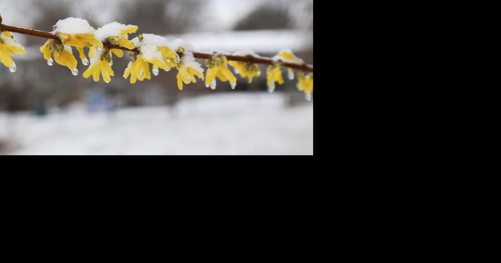 Flower follies: A wacky spring has gardeners wondering when to plant