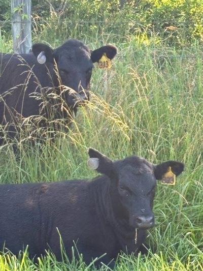 Loose cows found in Shadwell. Owner missing.