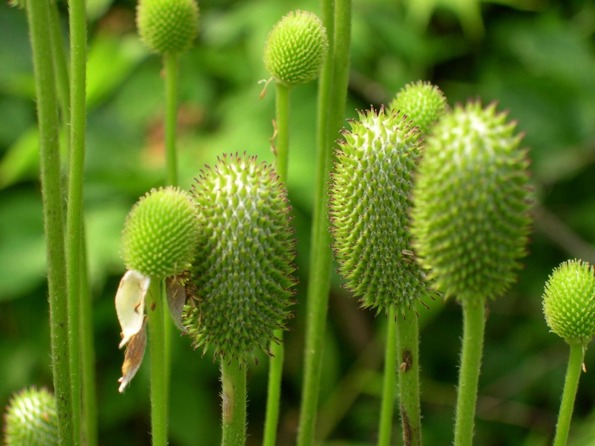 Mystery Plant: Buttercup family member has summer blooms, fall fluff