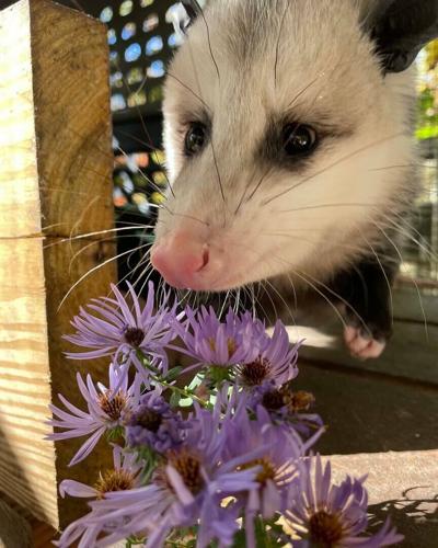 opposum.jpg
