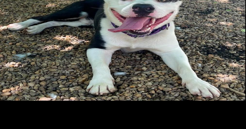 Activities | Critter festival in Scottsville, sustainability fun is at ...