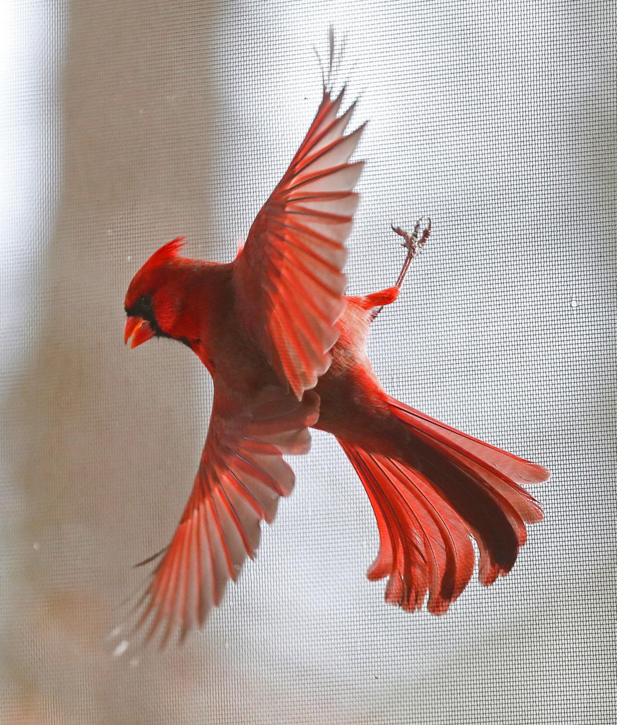 PHOTOS:Cardinal in flight