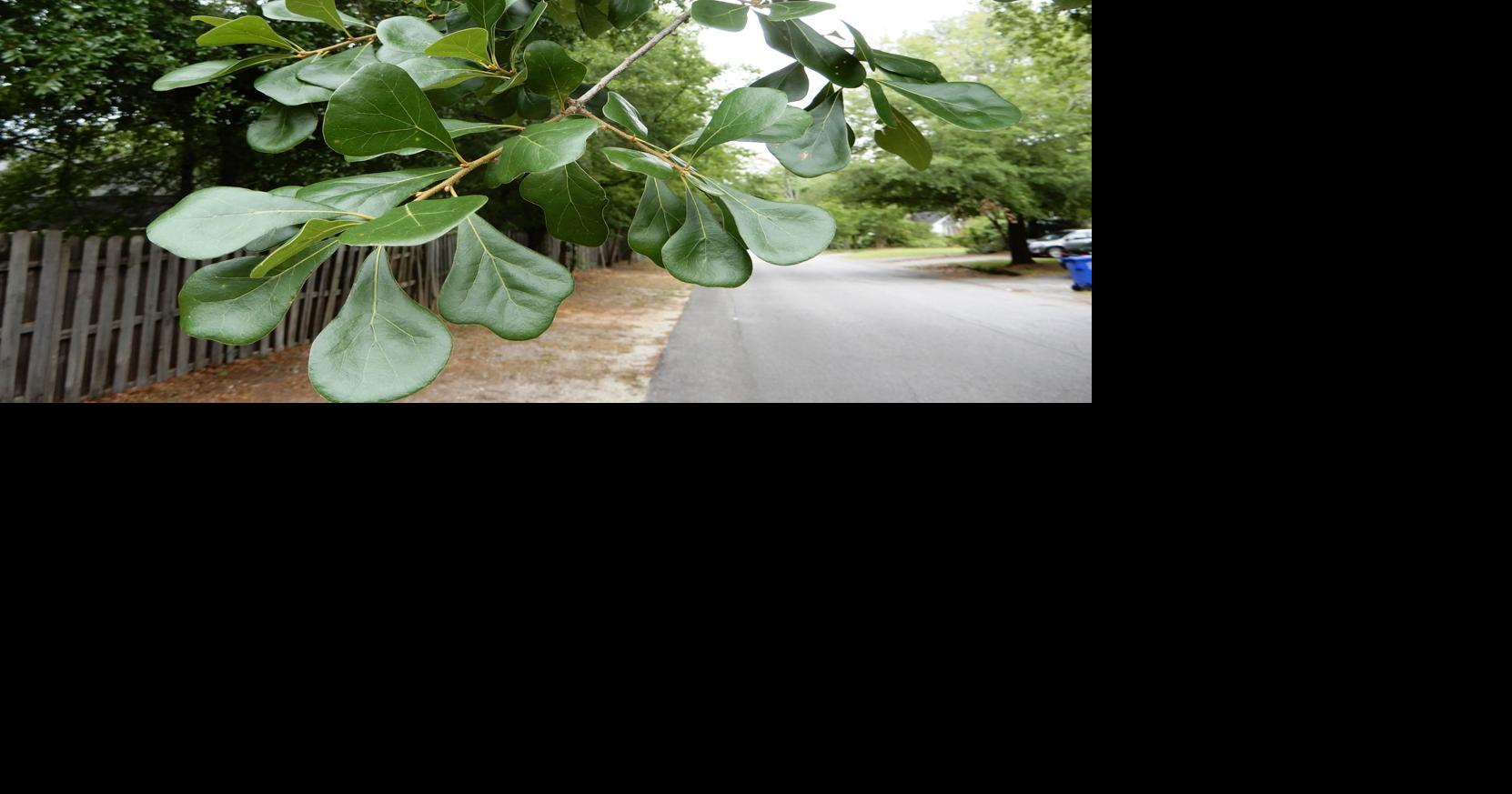 Mystery Plant: Easily confused with blackjack oak, this tree's a winner ...