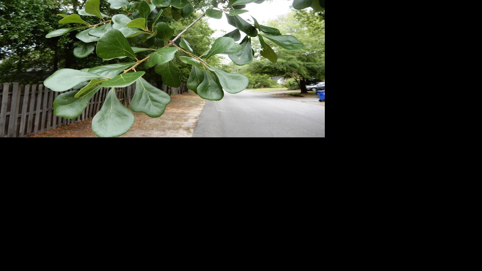 Mystery Plant: Easily confused with blackjack oak, this tree's a winner ...