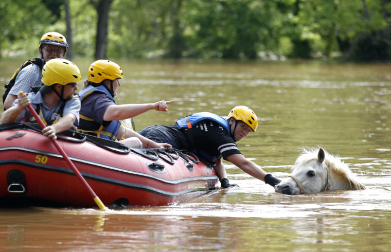 Horses rescued from flooding | Local News | dailyprogress.com