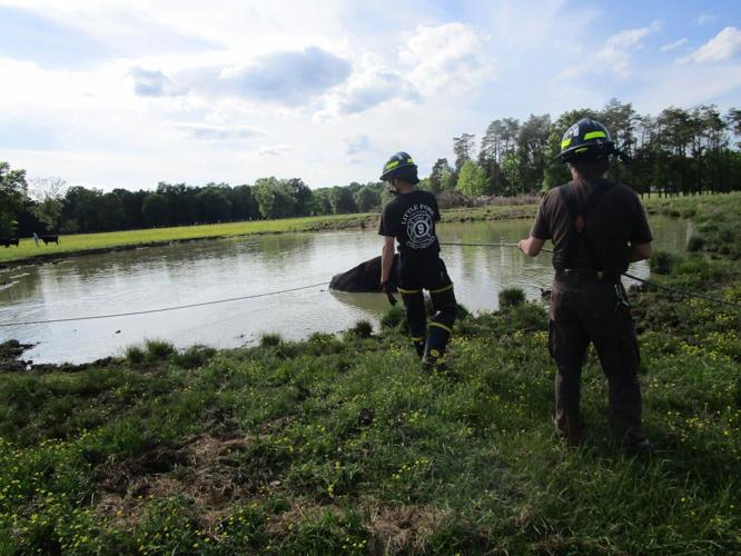 Cow stuck in pond saved — with a little nudging