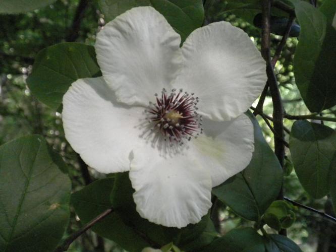 Name this plant: Don't let the typo get in the way of enjoying this ...