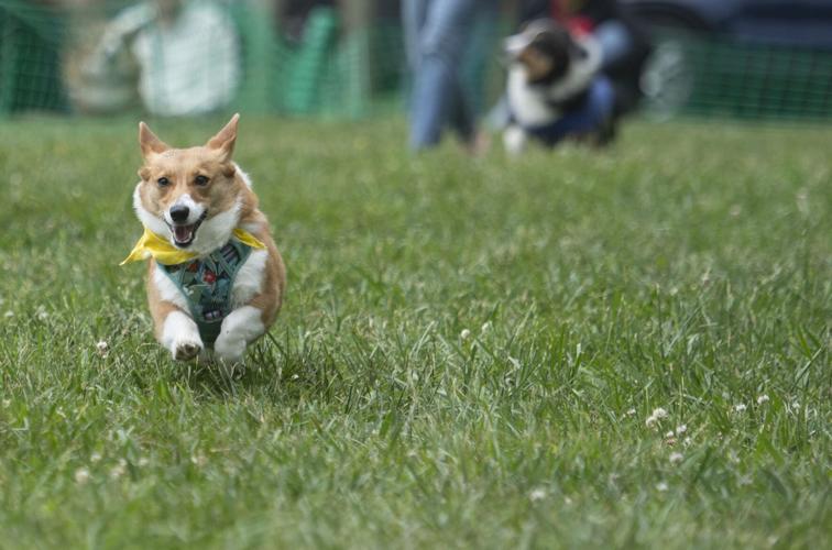 Photos | Scenes from this year's Corgis Uncorked! races at Lovingston Winery