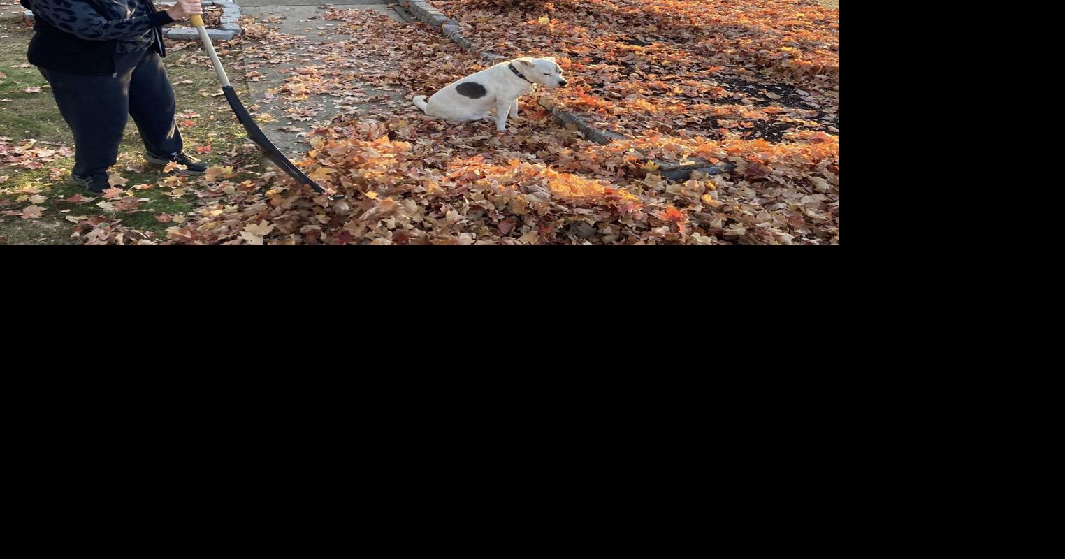 Woman rakes leaves as dog watches