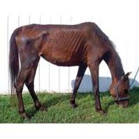 Starving animals seized from Mine Run farm