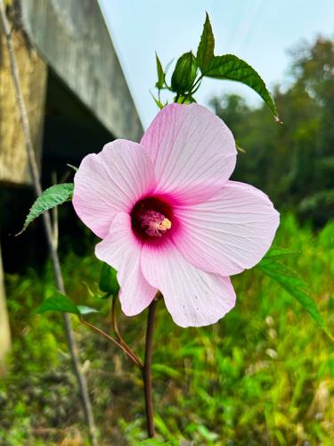 Mystery Plant | Mallow family bloomer likes damp ground, warm sunshine
