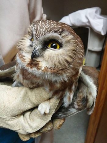 Wildlife Center treats rare owl patient