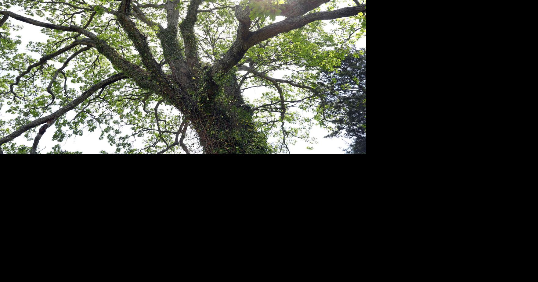 Robert Benson: Tree preservation is a quality-of-life opportunity for ...