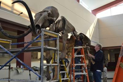 CSUF’s mammoth fossil display is now open for viewing | Campus News ...