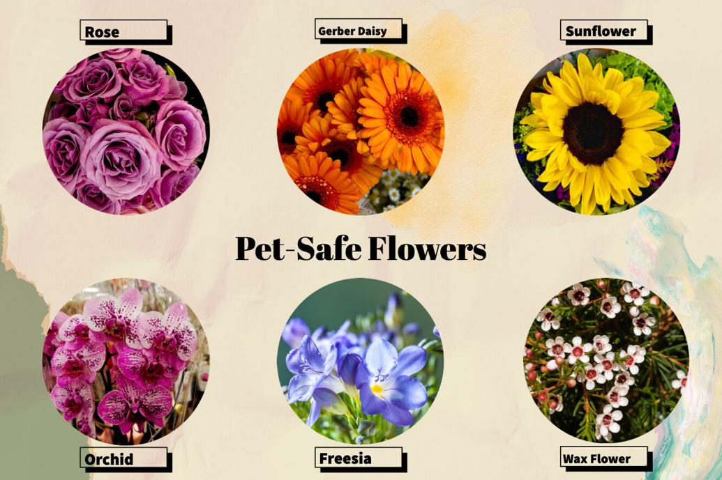 A guide to pet-safe flowers | Lifestyle | dailytitan.com