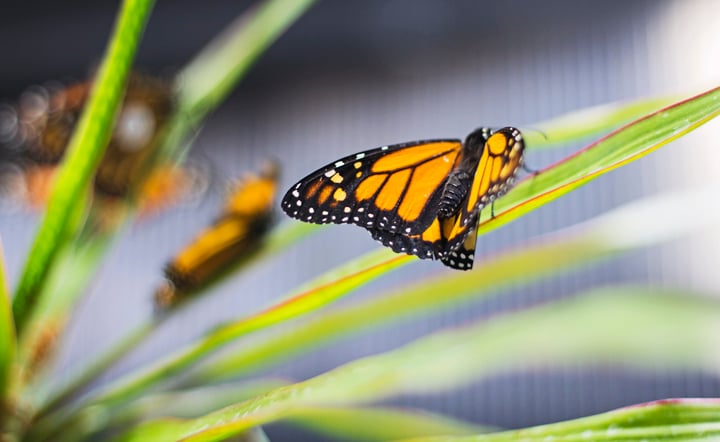 Butterflies Alive! | Featured | dailytoreador.com