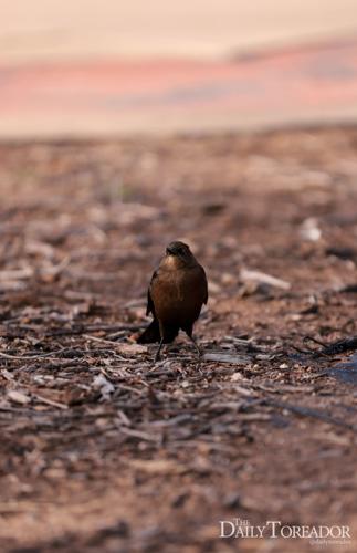 Tech campus filled with life during nice weather | | dailytoreador.com