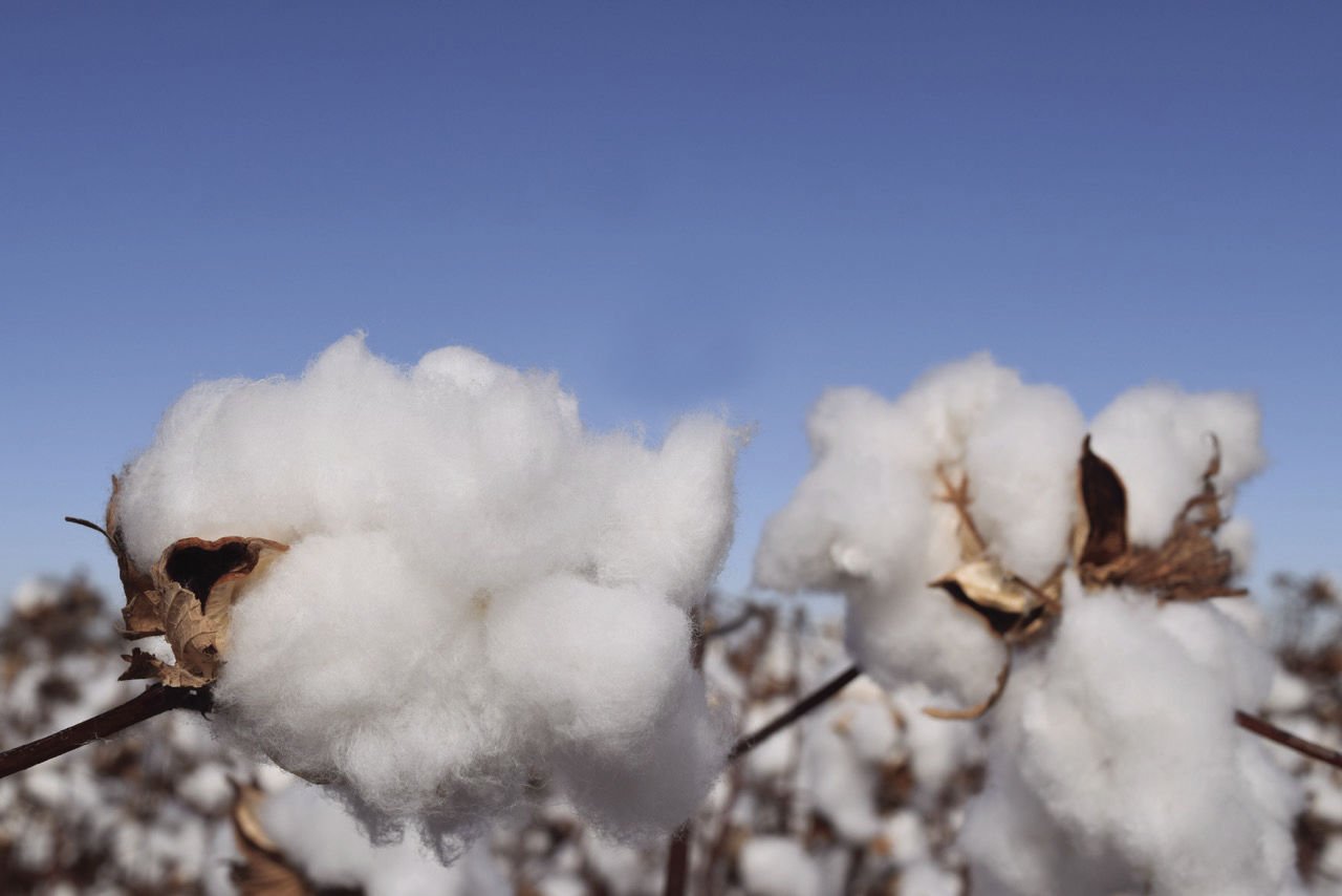 Lubbock region cotton industry impacts economy | News | dailytoreador.com