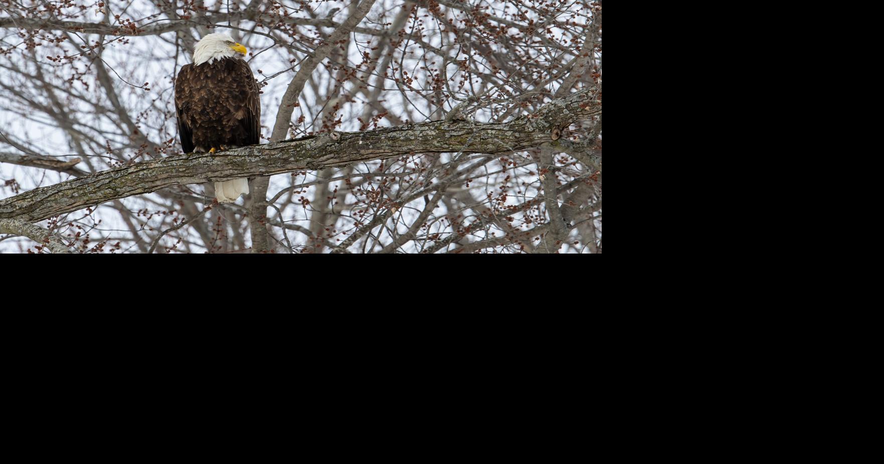 Bald eagles | Fort Atkinson | dailyunion.com