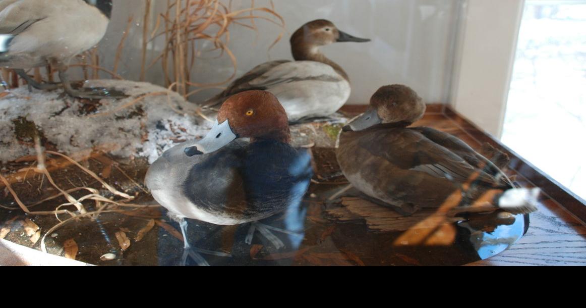 Exhibit to focus on duck hunting | News | dailyunion.com
