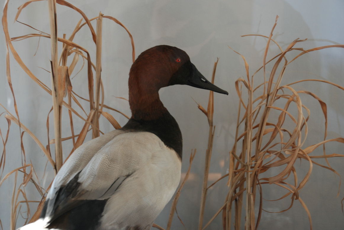 Exhibit to focus on duck hunting | News | dailyunion.com