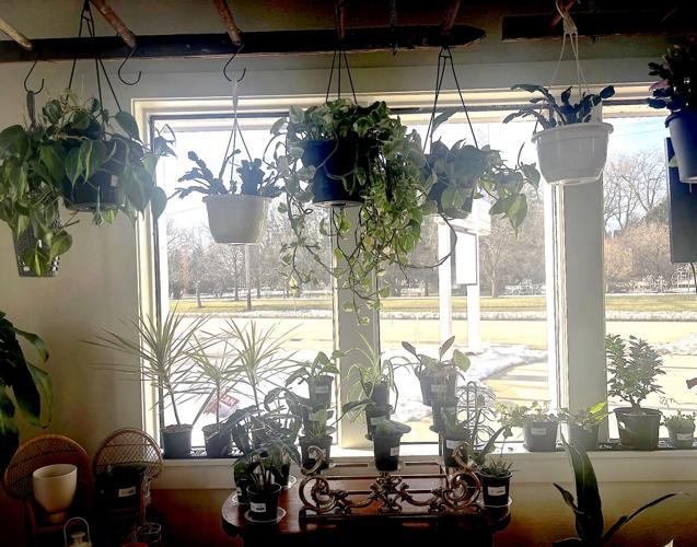 'A good opportunity.' New plant shop, Vines and Vices, opens in Fort ...