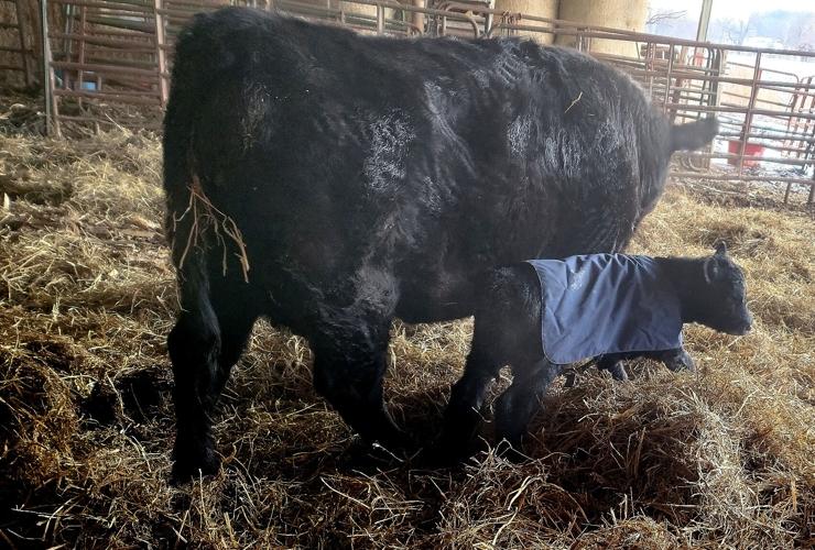 Family farm business: Kind Angus Farms keeps focus on local beef, local ...