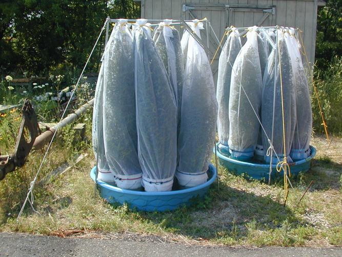 Volunteers sought to help DNR fight invasive purple loosestrife | News ...