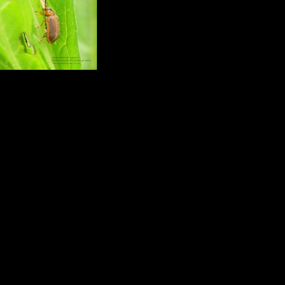 Volunteers sought to help DNR fight invasive purple loosestrife | News ...