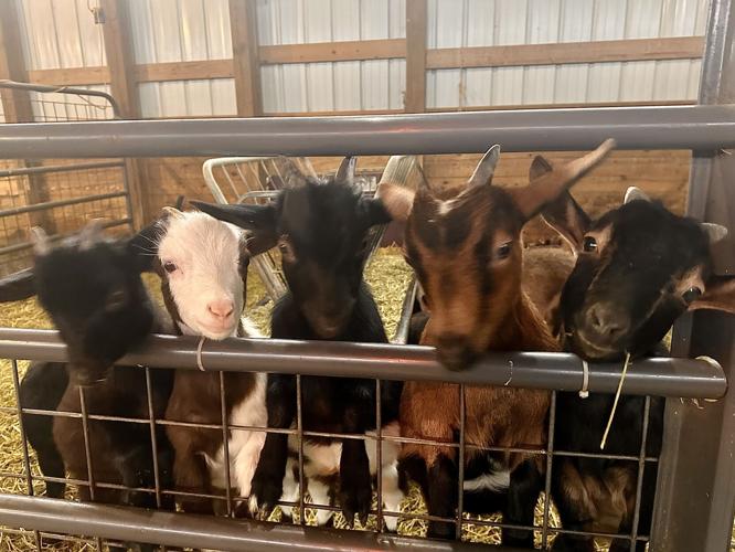 Furry and Bright: Animals join in Christmas at Busy Barn Adventure Farm ...