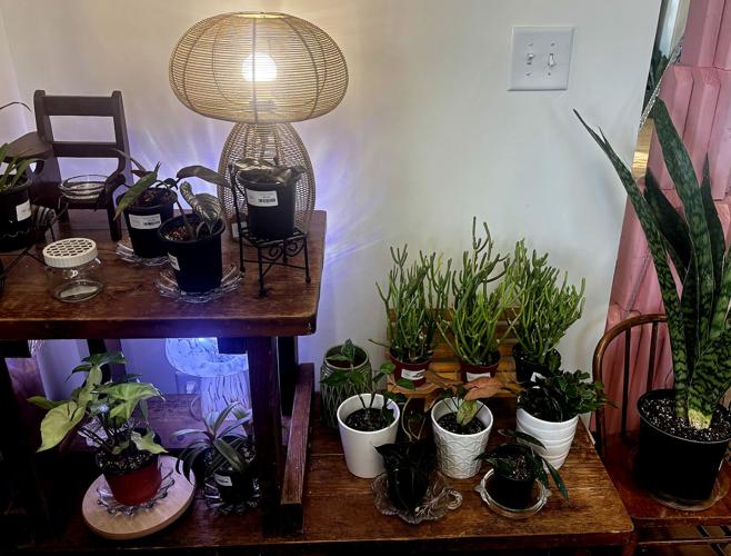 'A good opportunity.' New plant shop, Vines and Vices, opens in Fort ...
