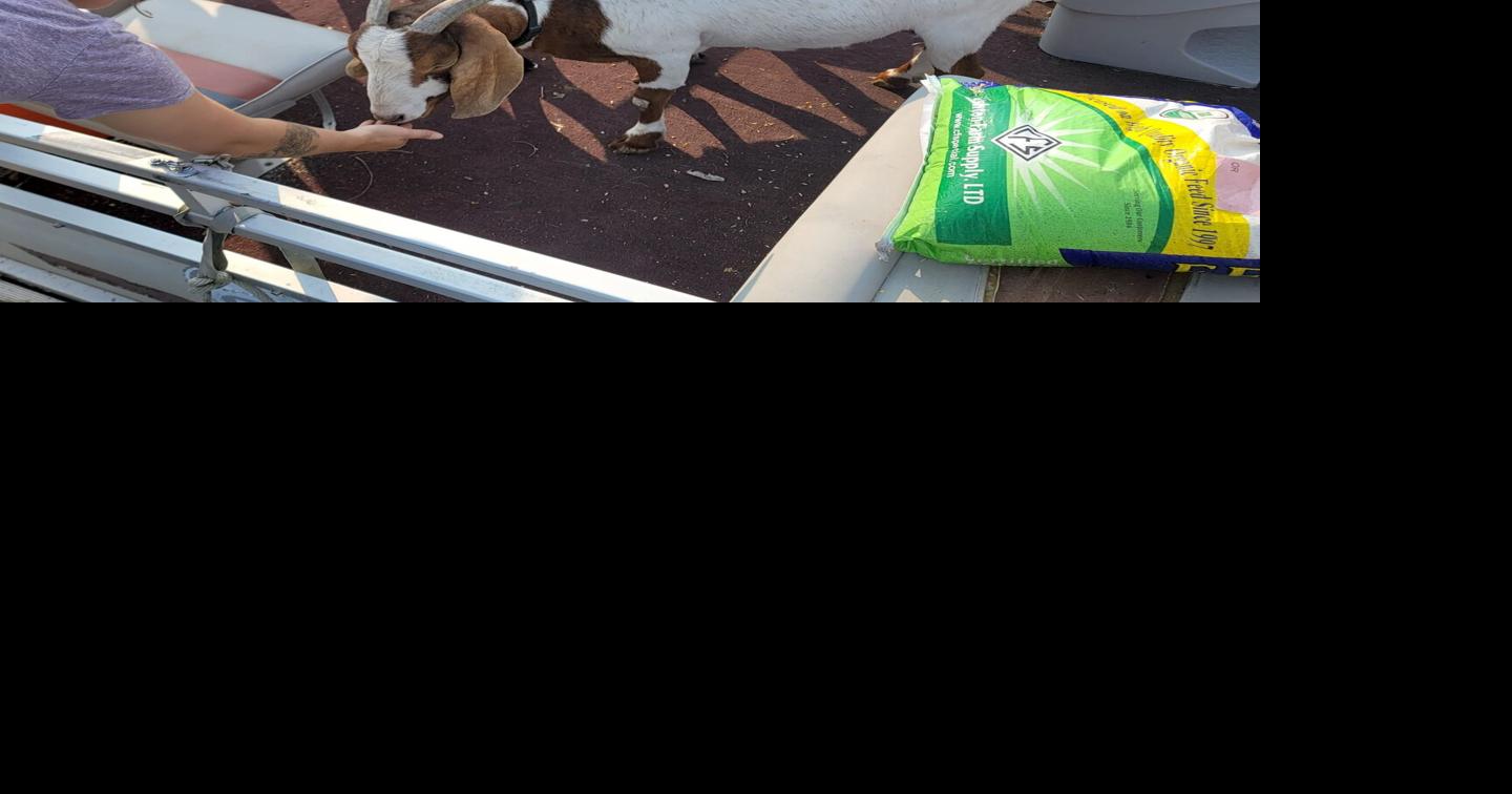 Goats transported to Goat Island | News | dailyunion.com