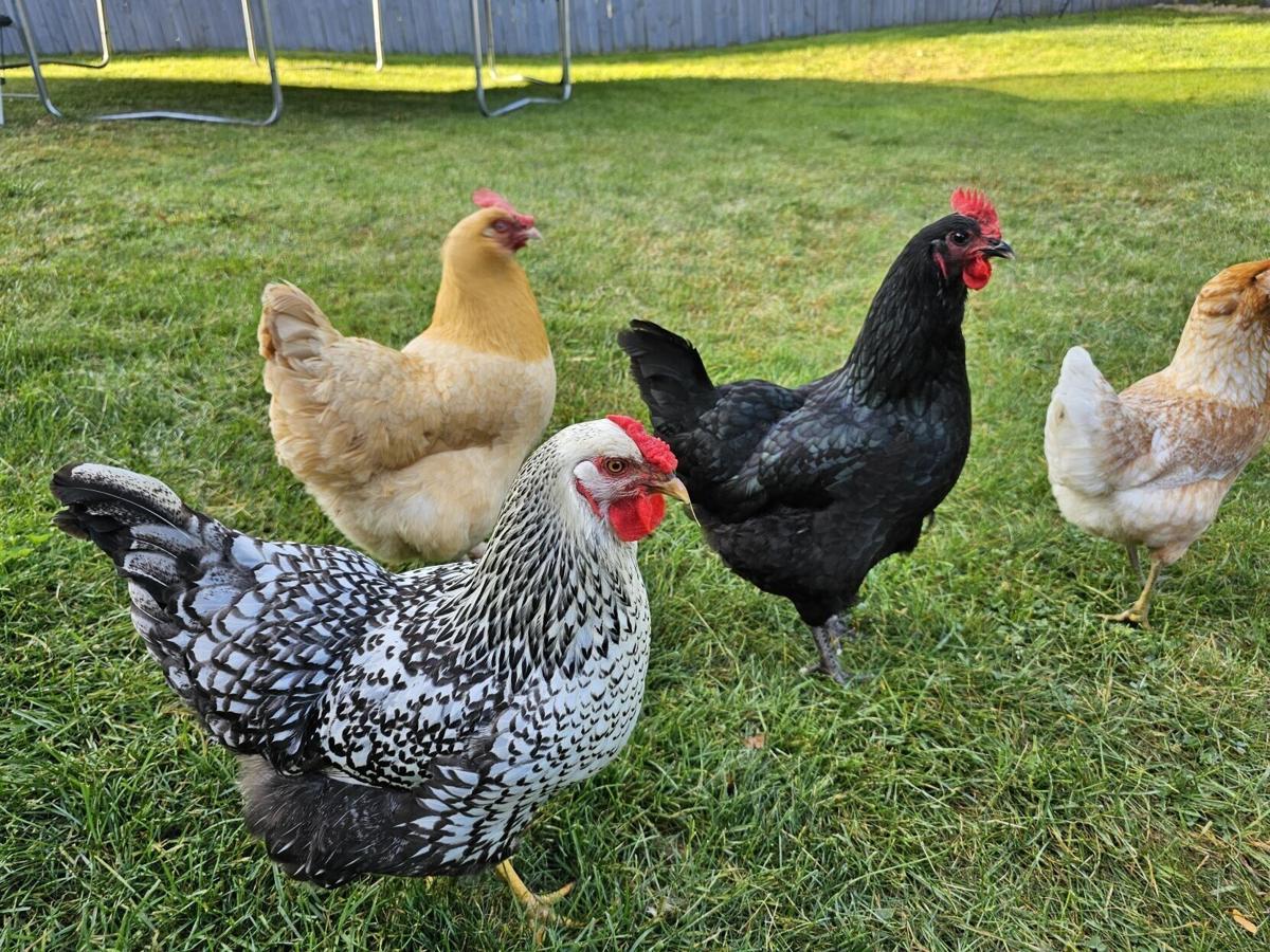 Local feedback: County Board continues to urge state for strong avian ...