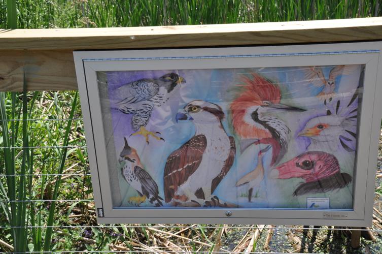 Project LEAD dedicates Brietzke Wetland refurbishment | News ...