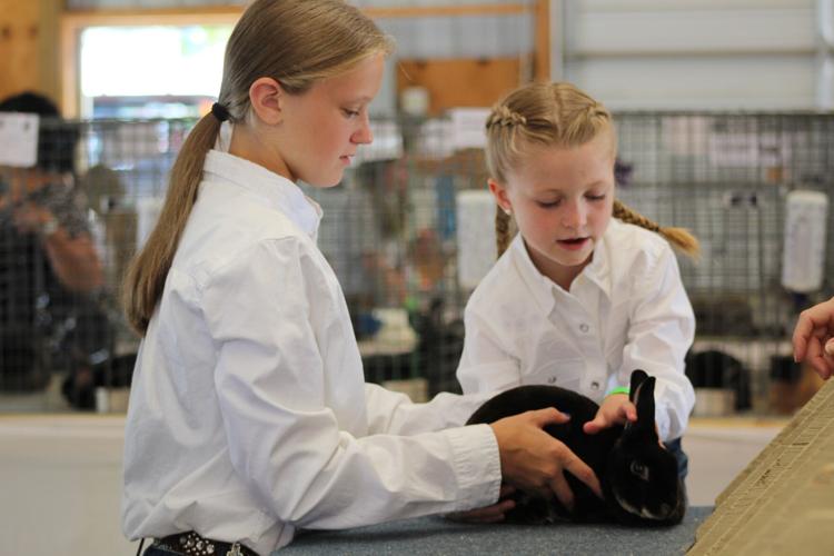 4-H rabbit show highlights mentor relationships and happy, hoppy ...