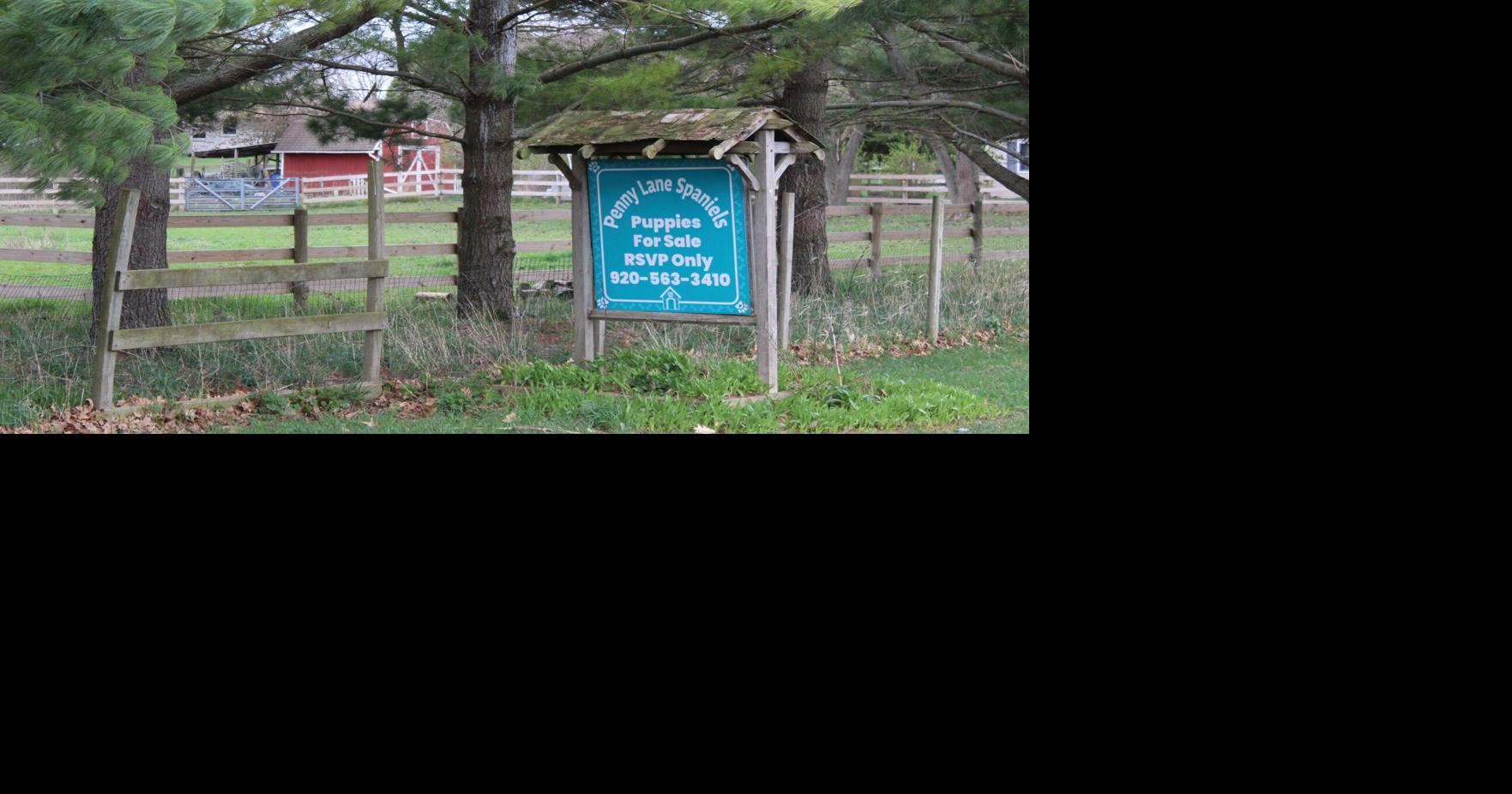 40 misdemeanor charges brought against Penny Lane Cocker Spaniels ...