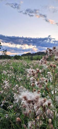 Rose Lake State Natural Area | News | dailyunion.com