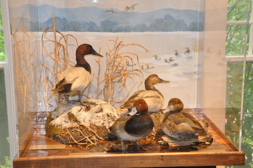 Contributors get sneak peek at museum’s duck-hunting exhibit | News ...