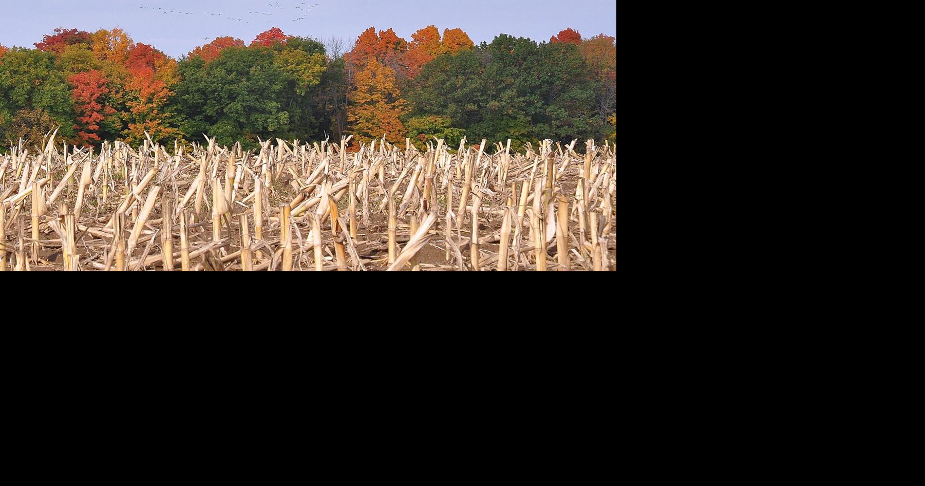 Fall colors near their peak | | dailyunion.com