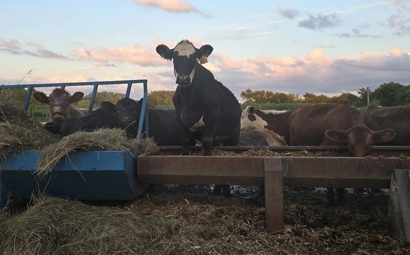 Family farm business: Kind Angus Farms keeps focus on local beef, local ...