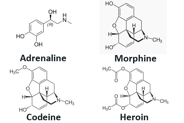 Heroin enhances brain’s natural sense of reward | News | dailyunion.com