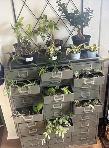 'A good opportunity.' New plant shop, Vines and Vices, opens in Fort ...