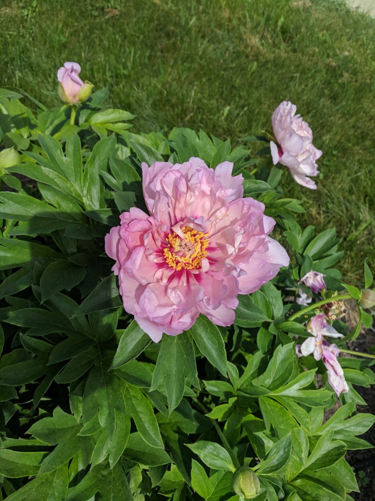 Anderson peonies now blooming at Hoard Museum | News | dailyunion.com