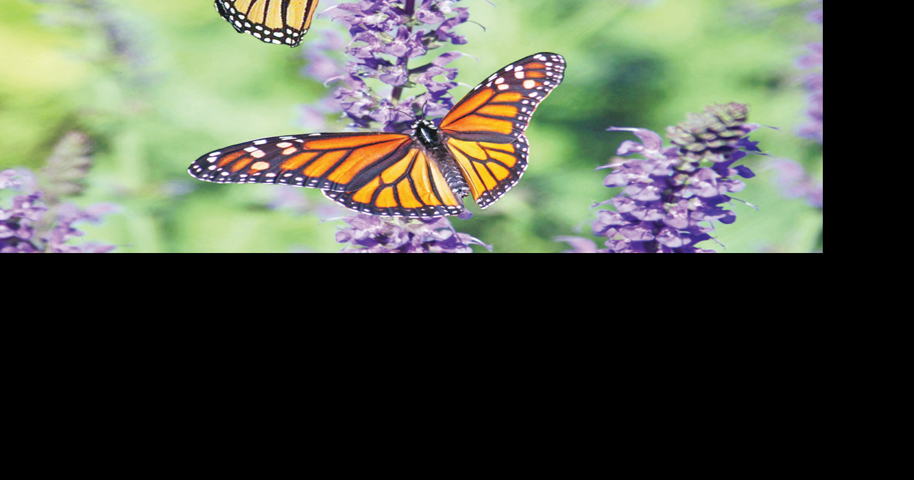 Lyonia Environmental Center to host ‘Buggin’ Out’ camp for kids ...